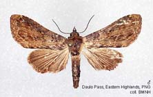 Papua Insects Foundation (Lepidoptera/Euteliinae thumbnails)